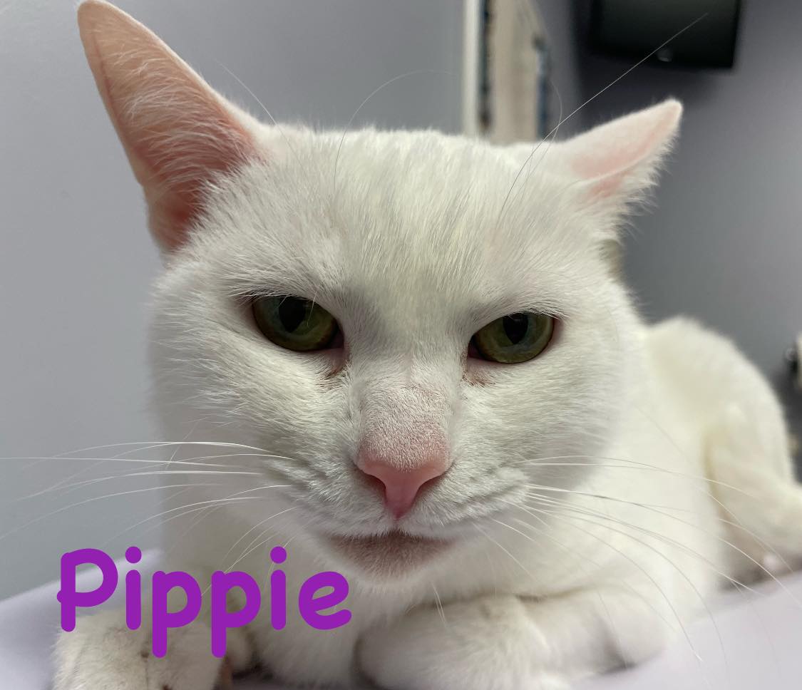 Pippie Is WSCR Cat Of The Week | News, Sports, Jobs - Post Journal